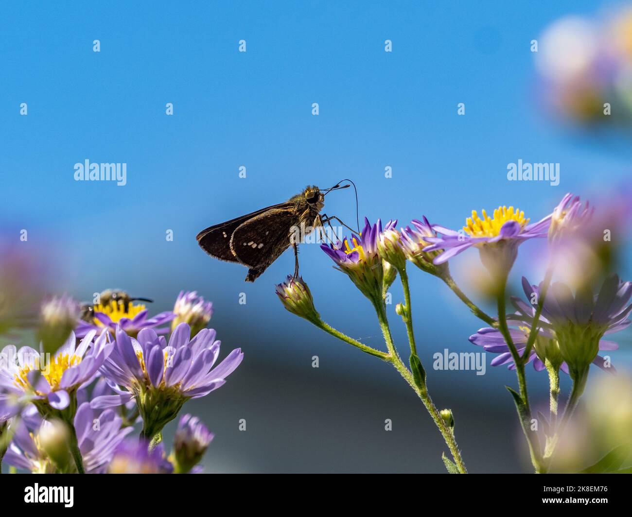Parnara guttata, ein gewöhnlicher, rasanter Schmetterling, trinkt ...