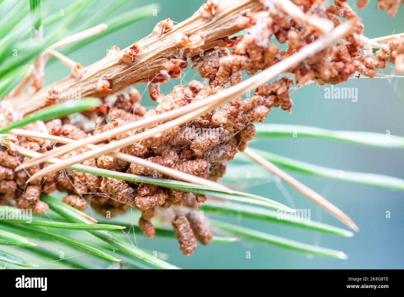 Krankheiten der Nadelbäume - Parasiten der Kiefer-Holz-Skleroderriose ...