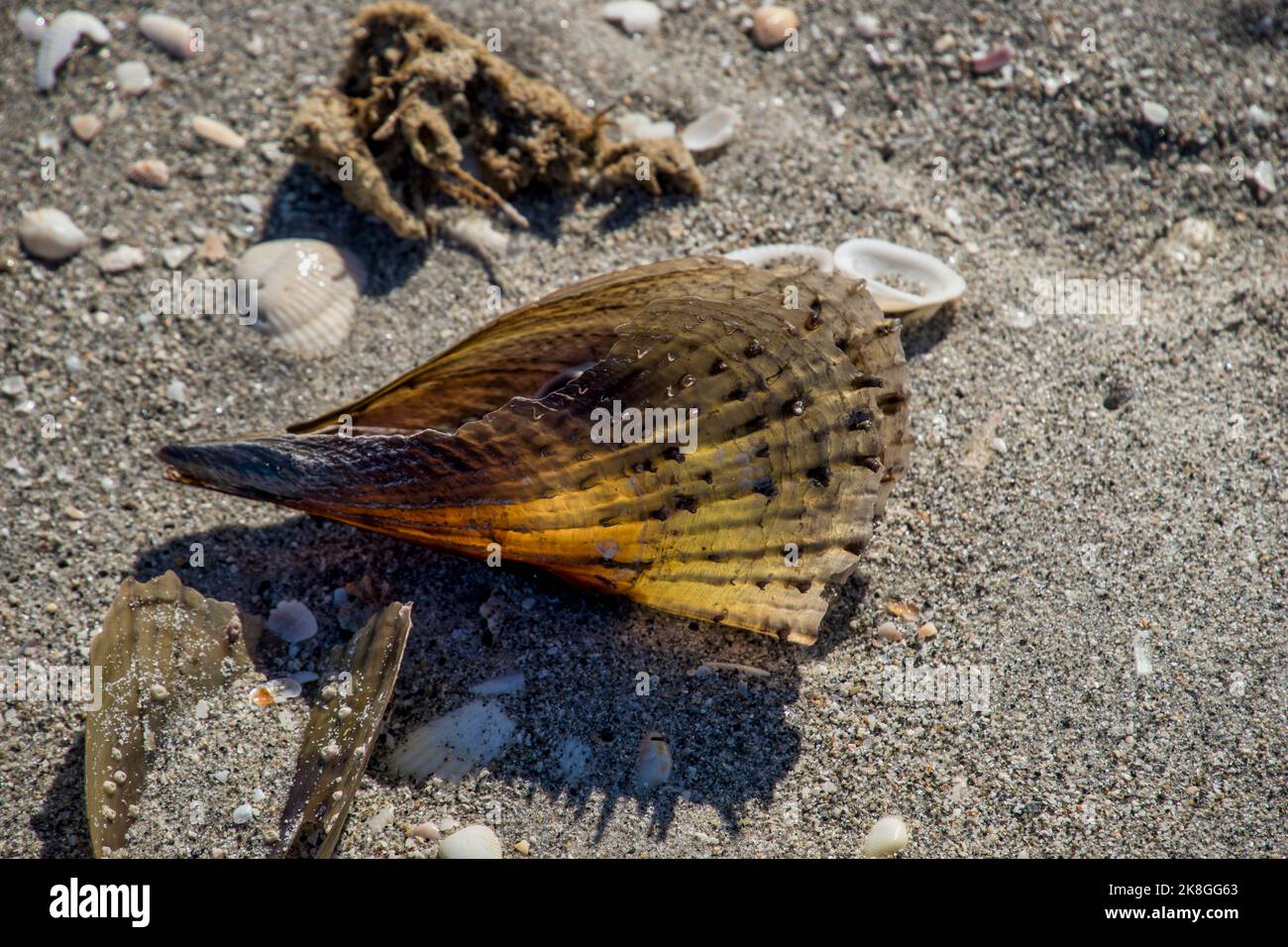 Atrina rigida -Fotos und -Bildmaterial in hoher Auflösung – Alamy