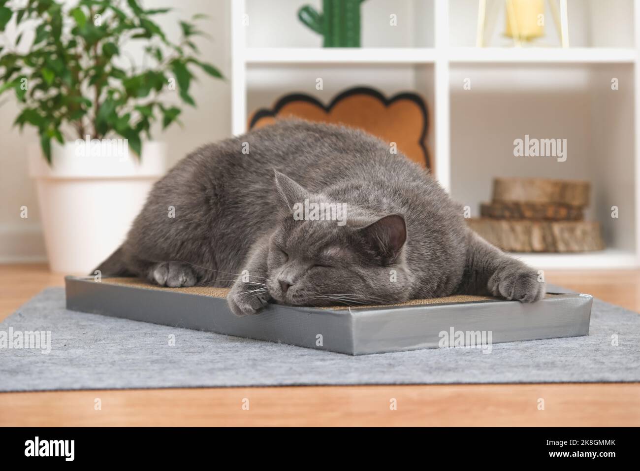 Eine graue Katze spielt auf dem Kratzbaum. Kratzpfosten aus Pappe. Eine ...