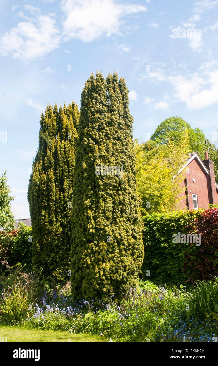 Taxus baccata fastigiata aureomarginata -Fotos und -Bildmaterial in ...