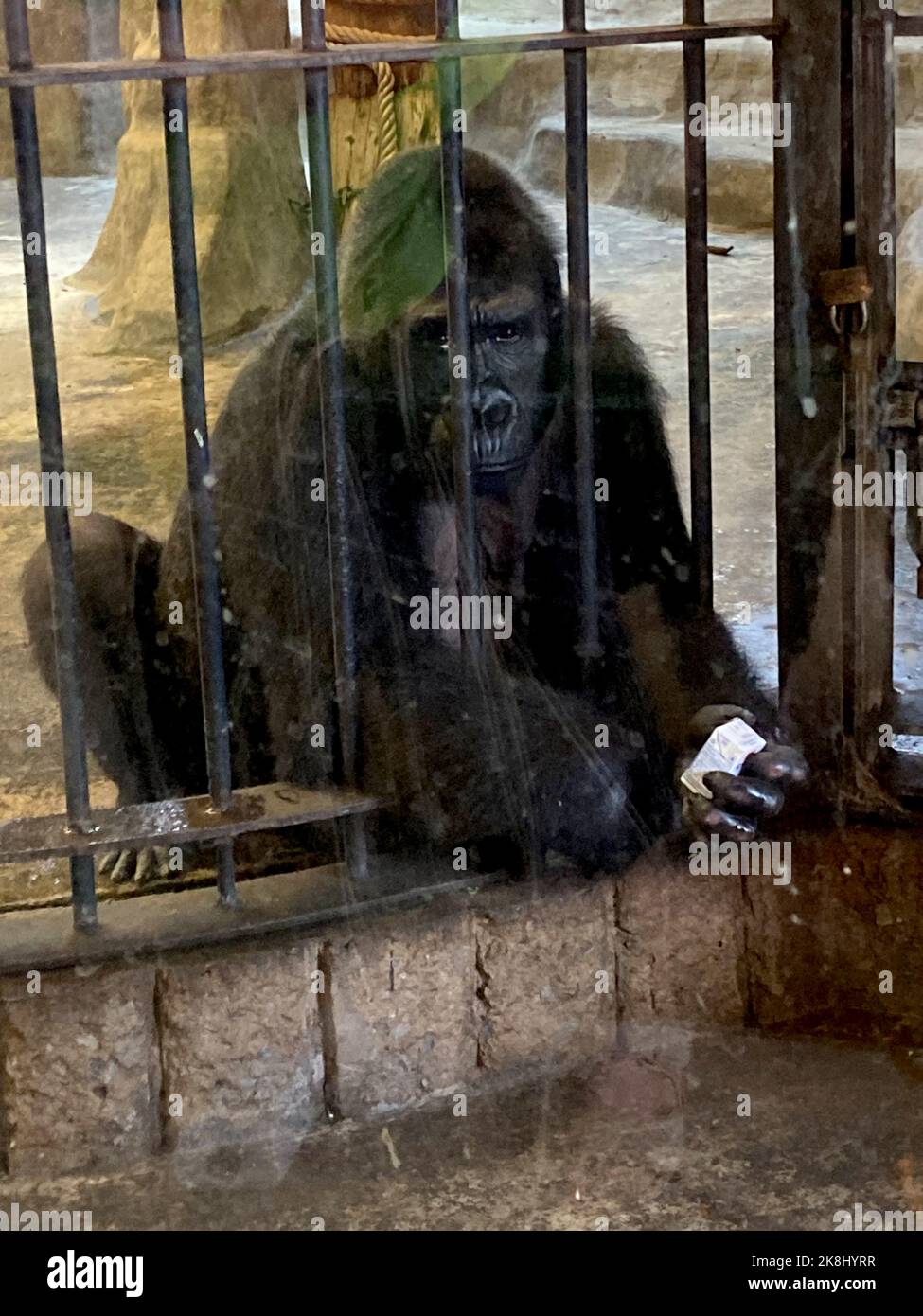 Bangkok, Thailand. 23. Oktober 2022. Der weibliche Gorilla Bua Noi. Der ...