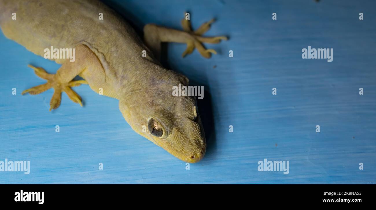 Tropical house gecko -Fotos und -Bildmaterial in hoher Auflösung – Alamy