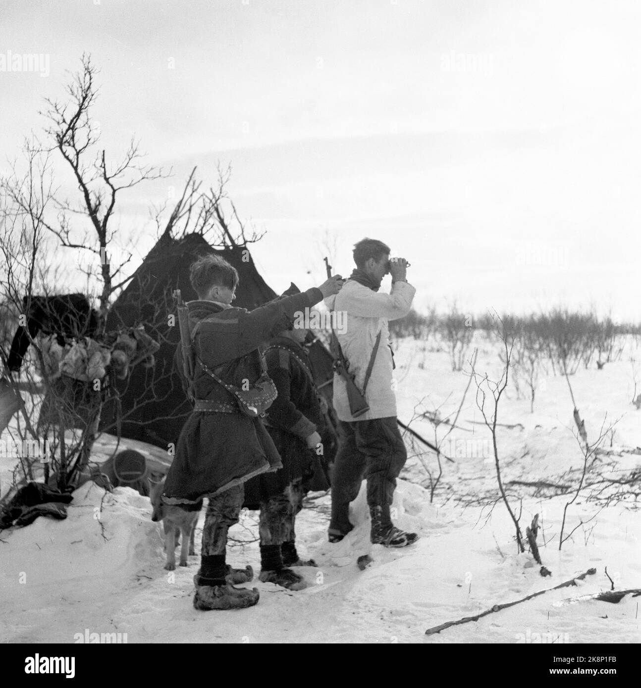 Finnmark im Winter 1949. Umfangreiche Wolfjagd auf Finnmarksvidda. Das ...