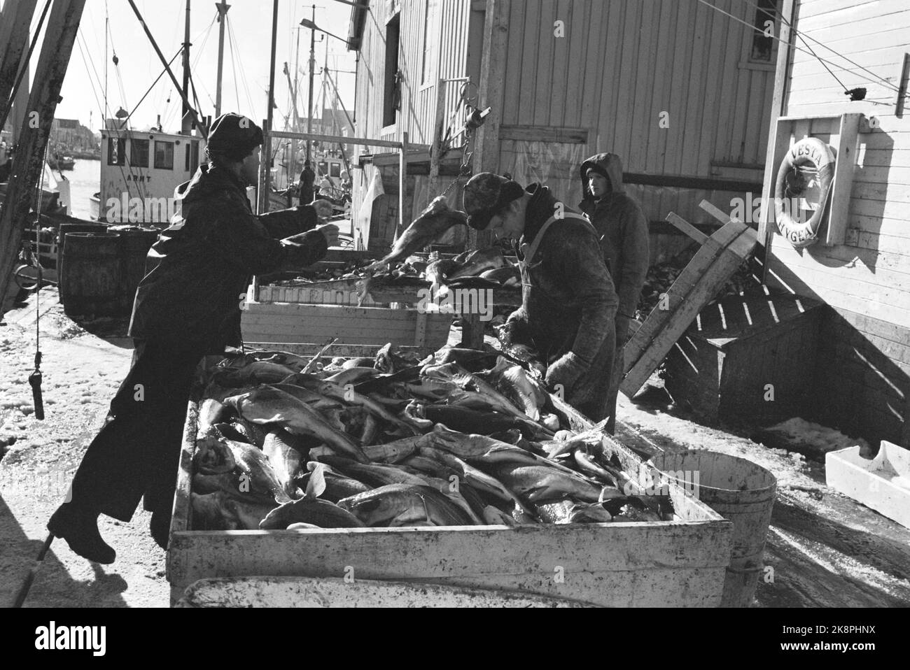 Lofoten, Henningsvær 10. April 1971. Nach einigen schlechten Jahren an ...