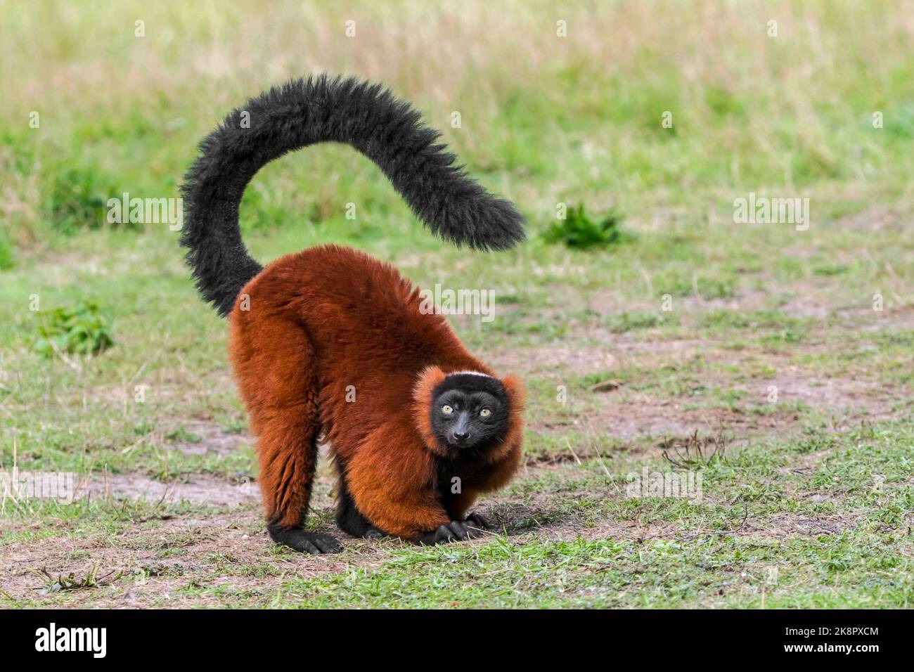 Roter gekräuselter Lemur (Varecia rubra) auf dem Boden, Primaten aus ...