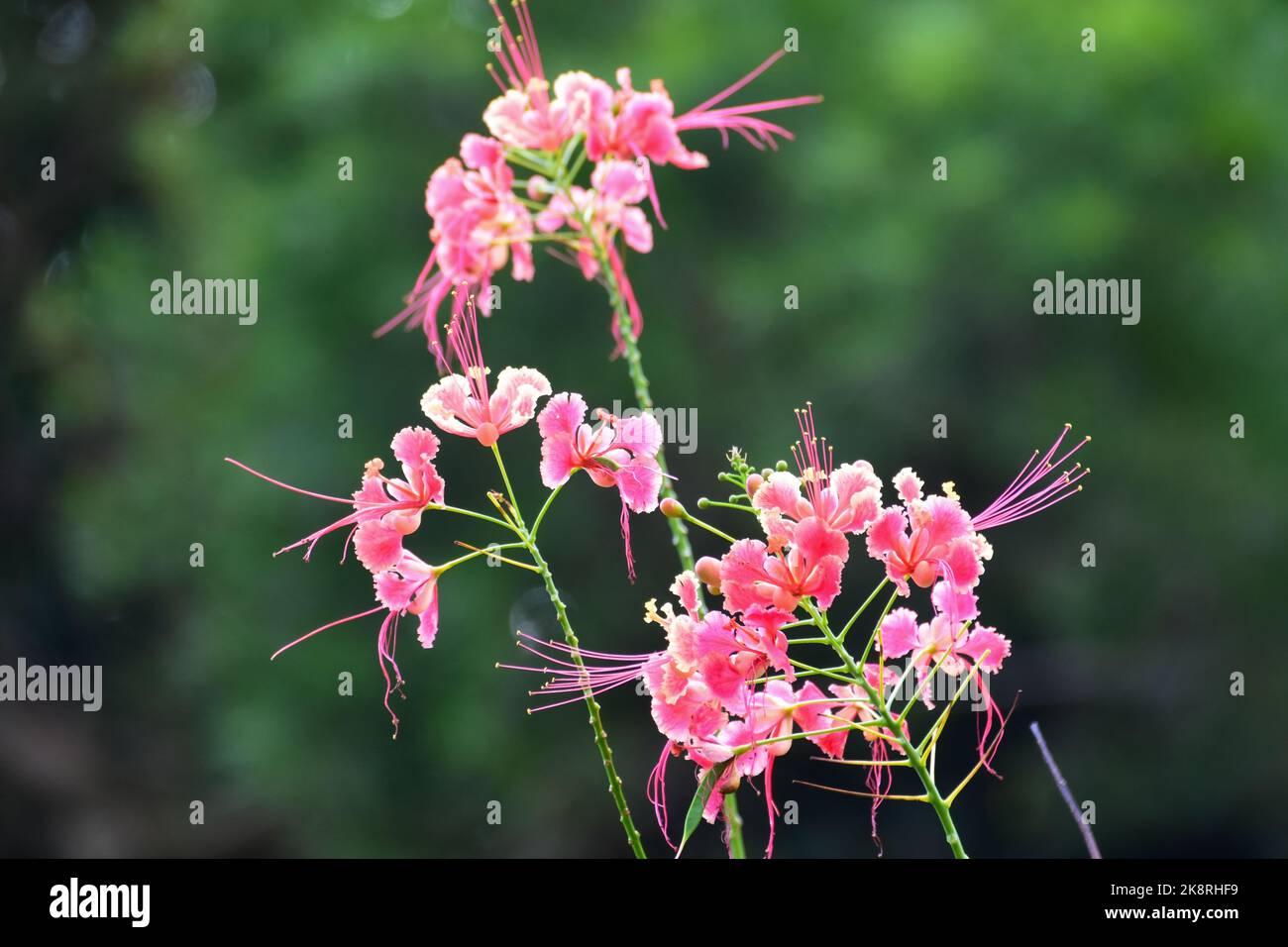 Leaf of caesalpinia pulcherrima -Fotos und -Bildmaterial in hoher ...
