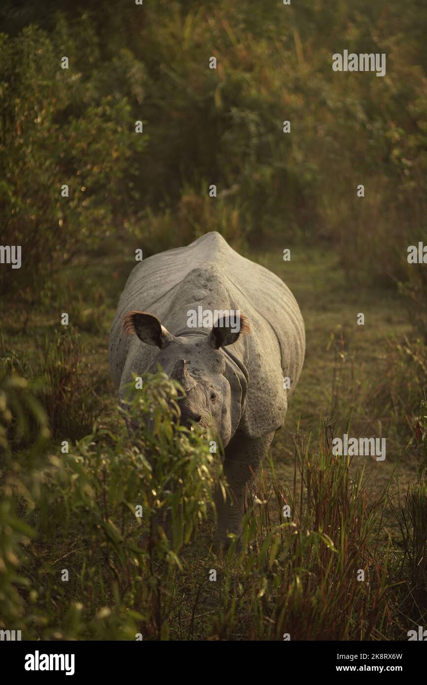 Eine vertikale Aufnahme eines grauen Nashorns, das sich hinter einem grünen Busch auf einem Feld ...