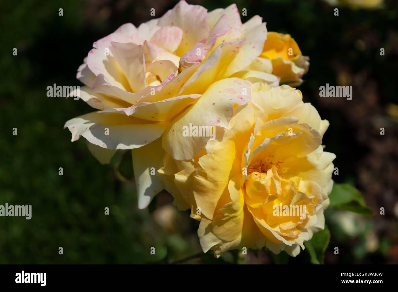 Abstrakte gelbe rosen -Fotos und -Bildmaterial in hoher Auflösung – Alamy