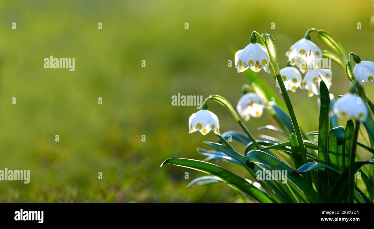 April schnee im neuen wald -Fotos und -Bildmaterial in hoher Auflösung ...