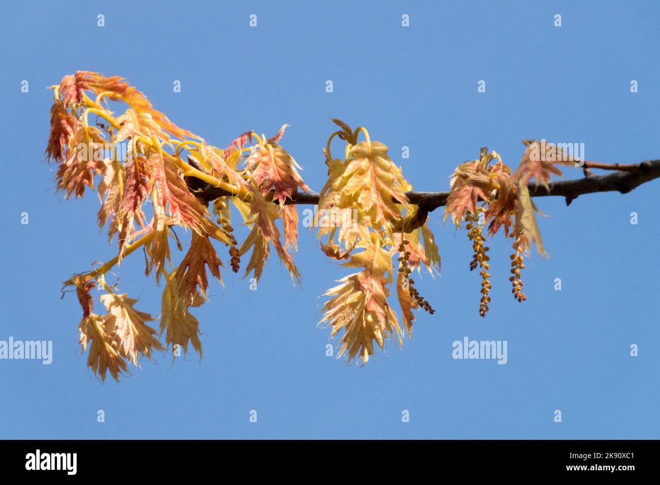 Nördliche Roteiche, Blätter, Äste, Quercus rubra 'Magic Fire', Frühling ...