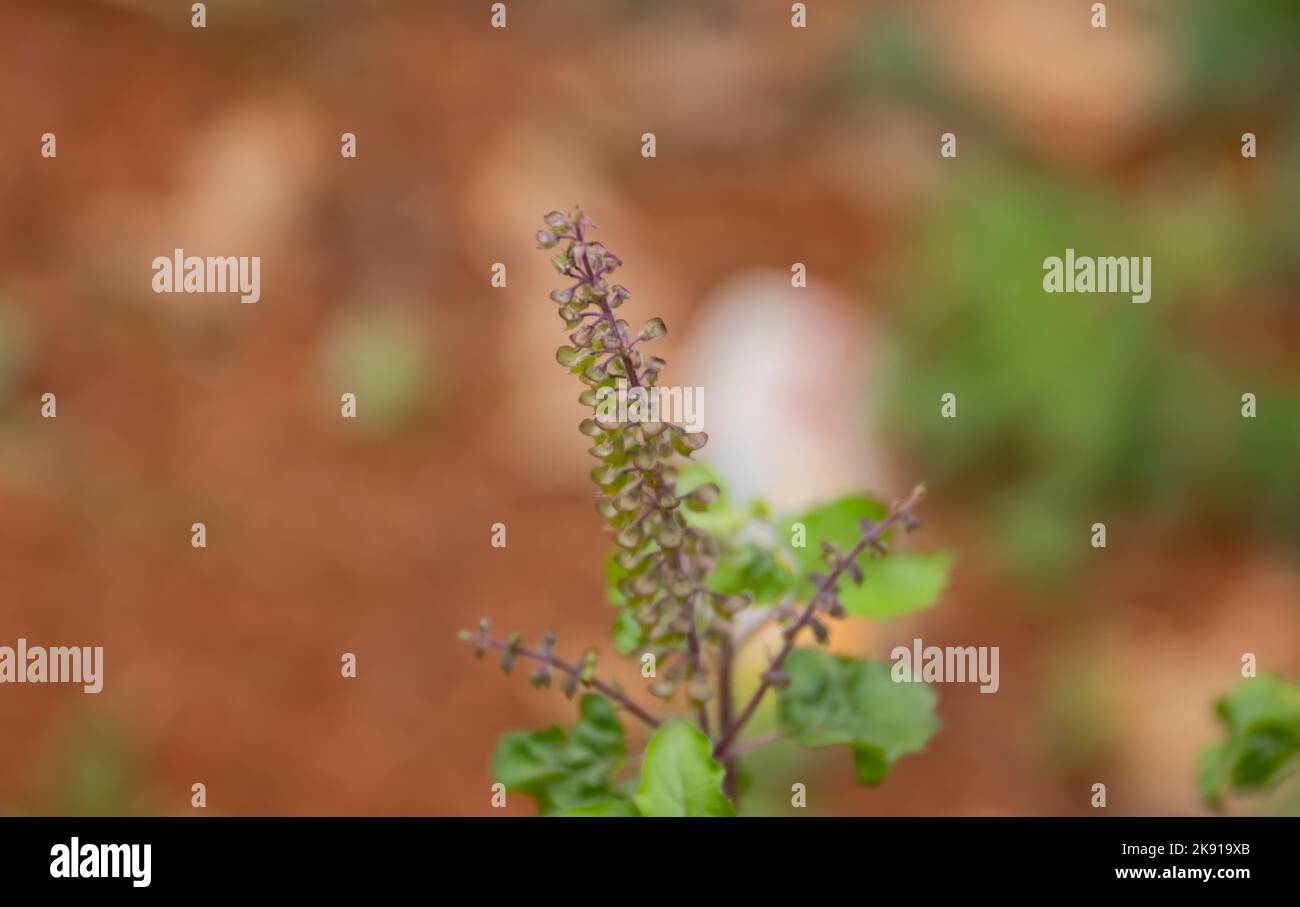 Krishna thulasi -Fotos und -Bildmaterial in hoher Auflösung – Alamy