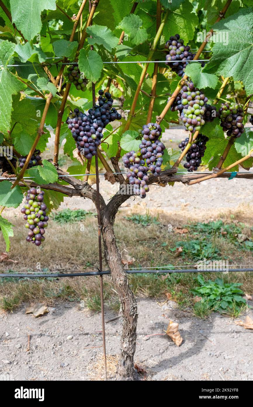 Wine grape vitis vinifera -Fotos und -Bildmaterial in hoher Auflösung – Alamy