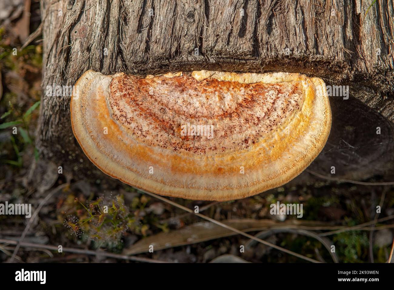 Pycnoporus coccineus -Fotos und -Bildmaterial in hoher Auflösung – Alamy