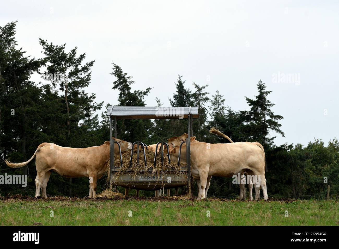 Charollais cattle -Fotos und -Bildmaterial in hoher Auflösung – Alamy