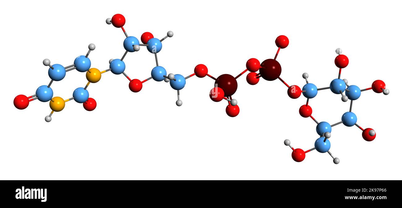 Udp galactose -Fotos und -Bildmaterial in hoher Auflösung – Alamy