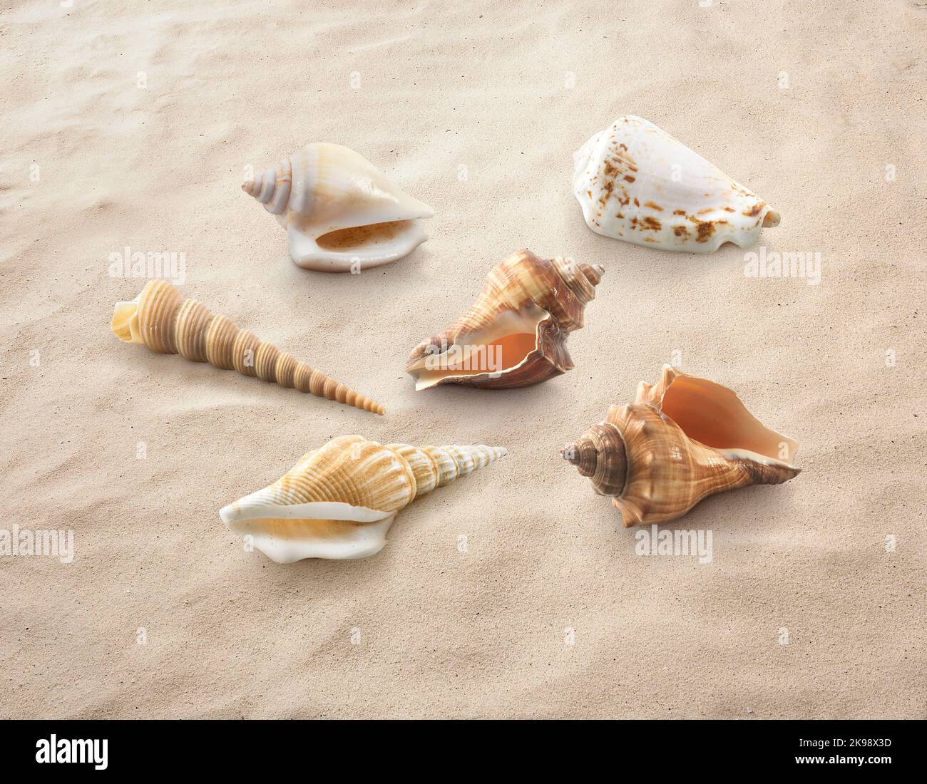Viele muscheln am strand -Fotos und -Bildmaterial in hoher Auflösung ...