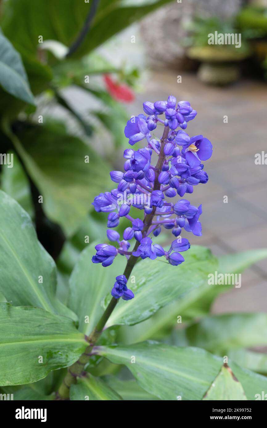 Blauer ingwer dichorisandra thyrsiflora -Fotos und -Bildmaterial in ...
