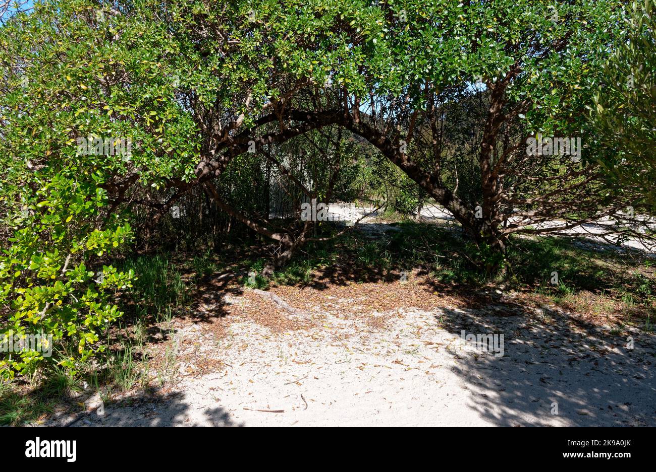 Ein Zeltplatz an der Bark Bay entlang des Abel Tasman Coastal Track ...