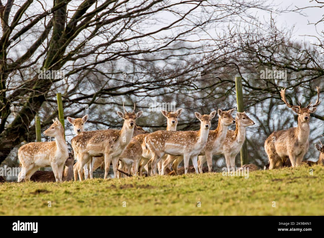 Hirsch damwild natur foto und bild -Fotos und -Bildmaterial in hoher ...