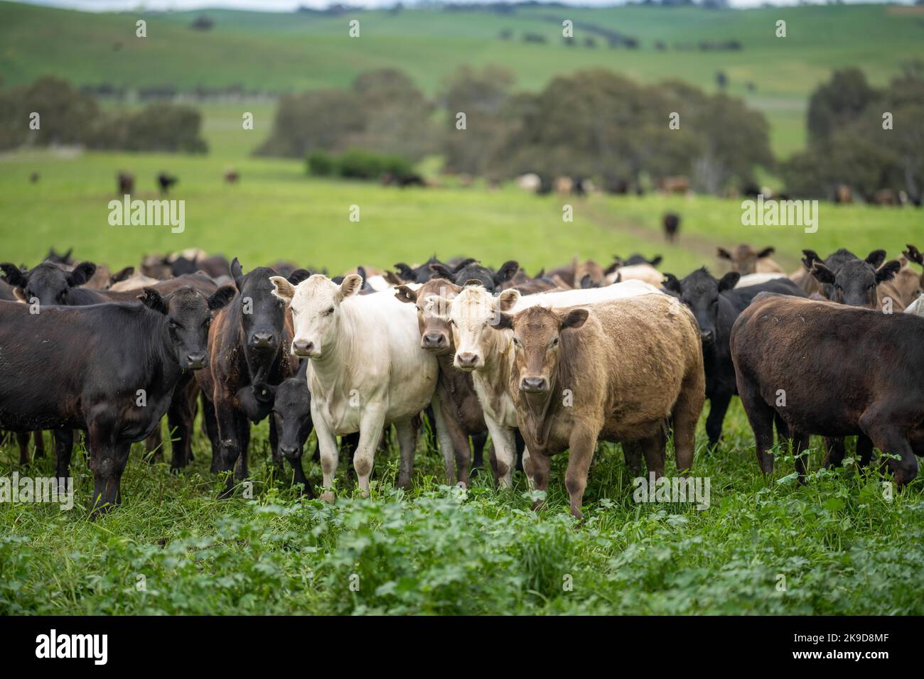 Landwirtschaft Feld, Herde von Rindfleisch Kühe auf einem Feld ...
