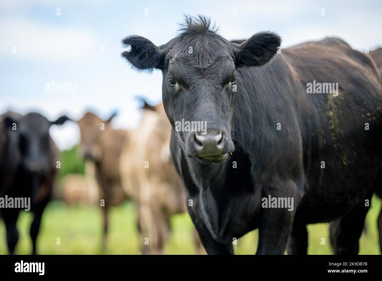 Landwirtschaft Feld, Rindfleisch Kühe auf einem Feld. wagyu Rinderherde ...
