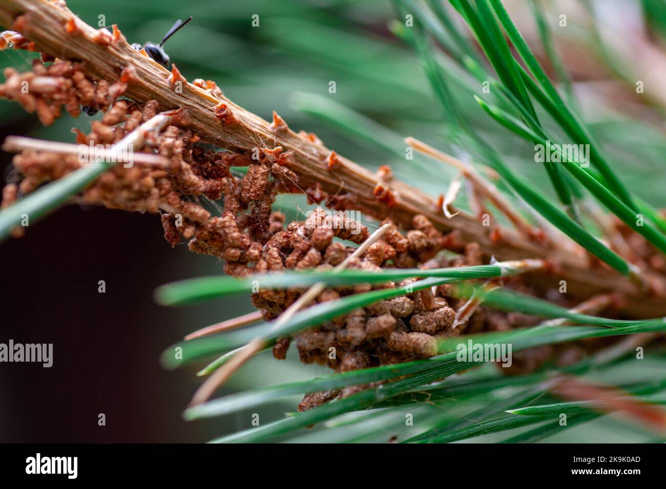 Krankheiten der Nadelbäume - Parasiten der Kiefer-Holz-Skleroderriose ...
