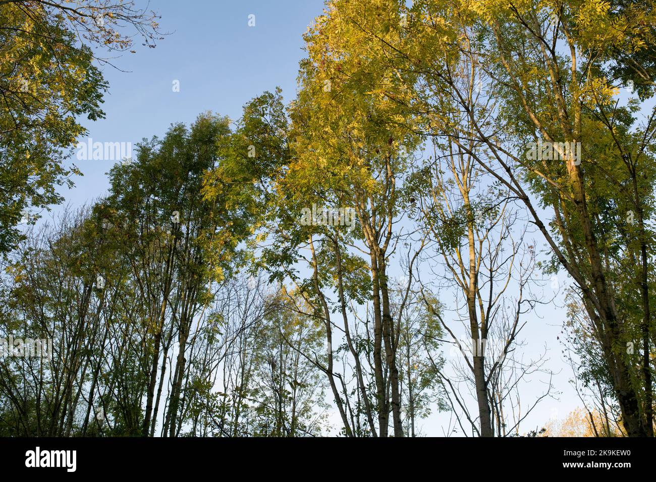 Fraxinus goldener eschenzweig -Fotos und -Bildmaterial in hoher ...