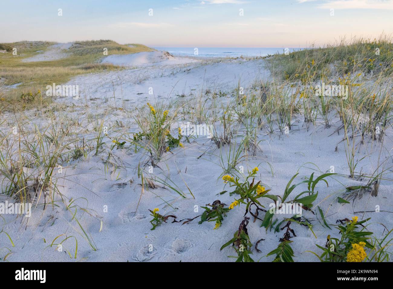 Primäre Dünen entstehen, wenn Wind- und wassergetriebener Sand von ... Primäre Dünen entstehen, wenn Wind- und wassergetriebener Sand von ...