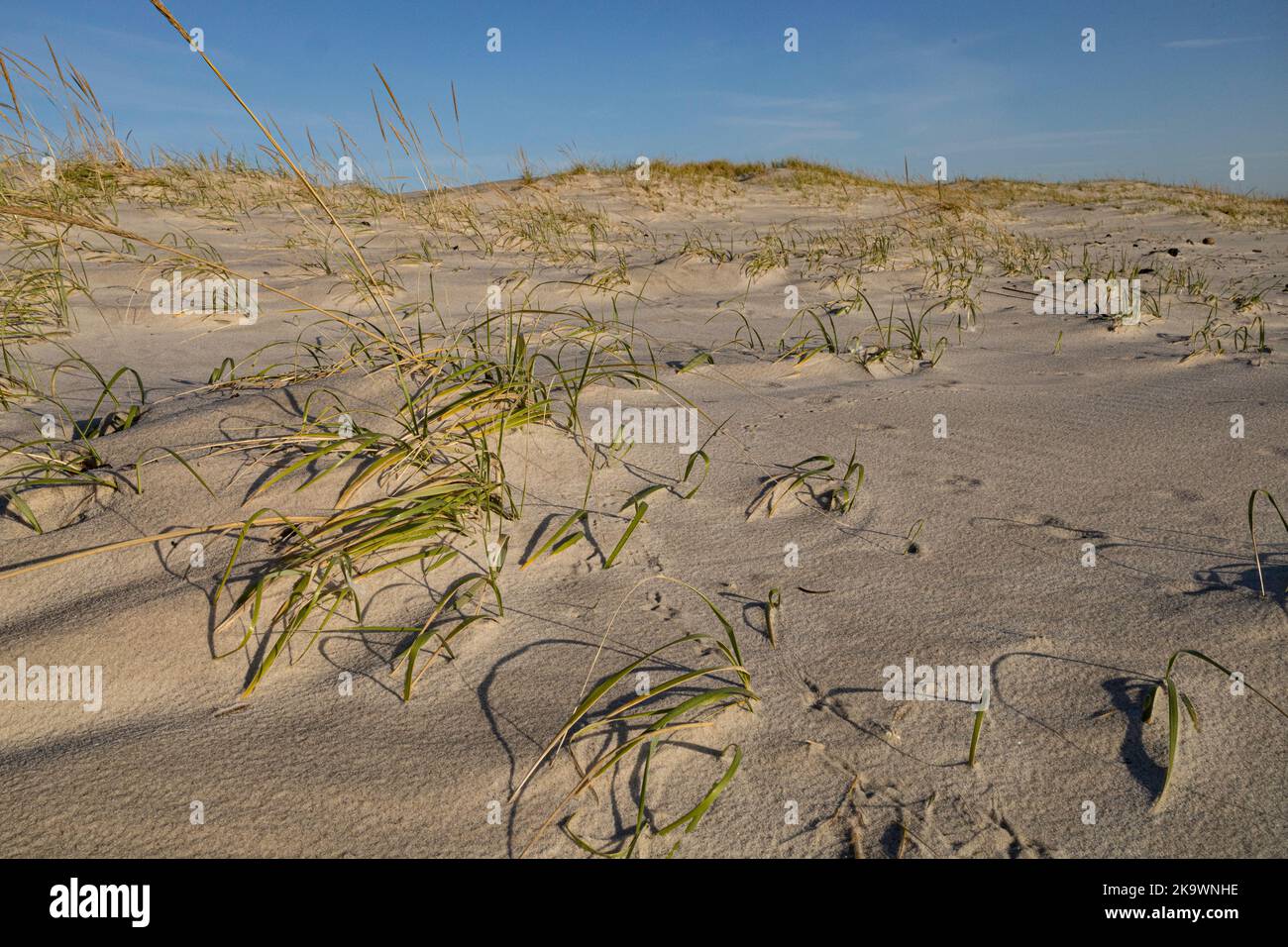 Primäre Dünen entstehen, wenn Wind- und wassergetriebener Sand von ... Primäre Dünen entstehen, wenn Wind- und wassergetriebener Sand von ...