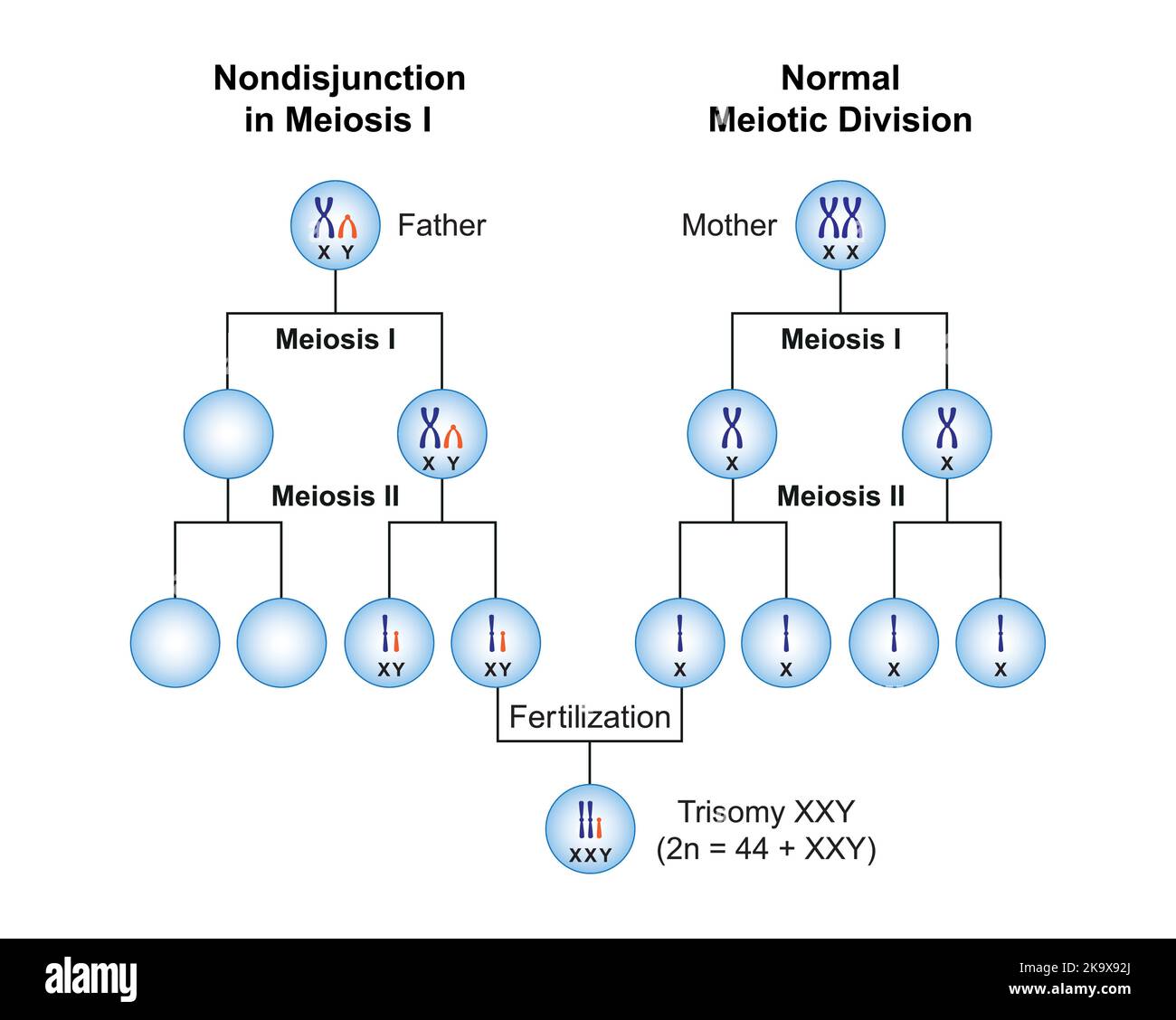 Nichtdisjunktion bei trisomie xxy -Fotos und -Bildmaterial in hoher ...