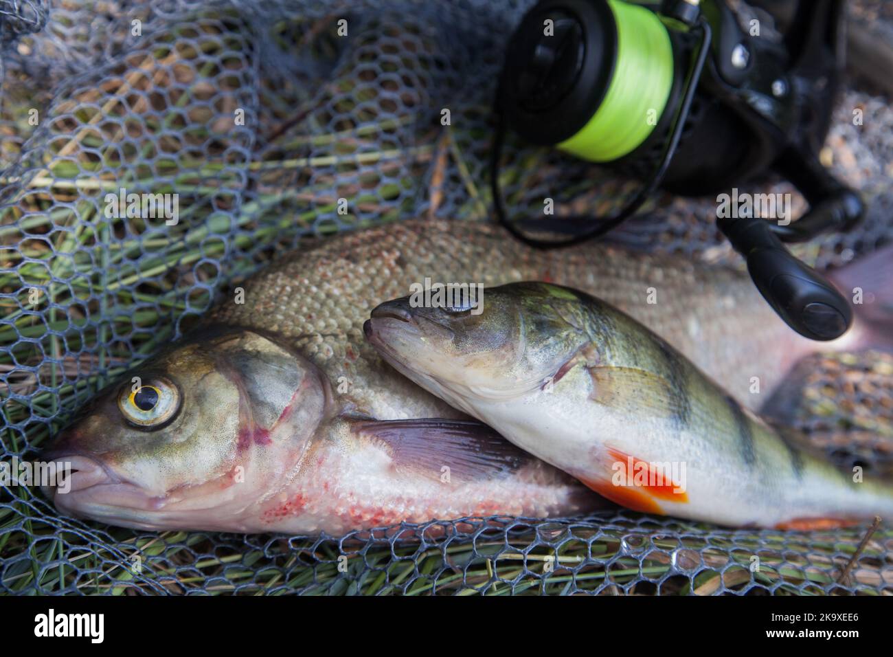 Fische fangen - große Süßwasserbrasse, die als Bronzebrebe oder ...