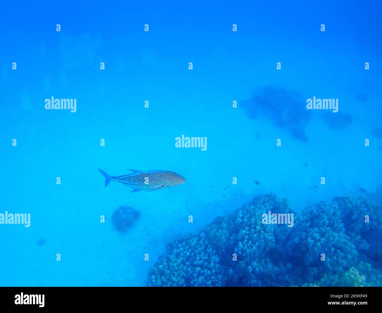 Big Bluefin Trevally oder Bluefin Jack Fische bekannt als Caranx ...