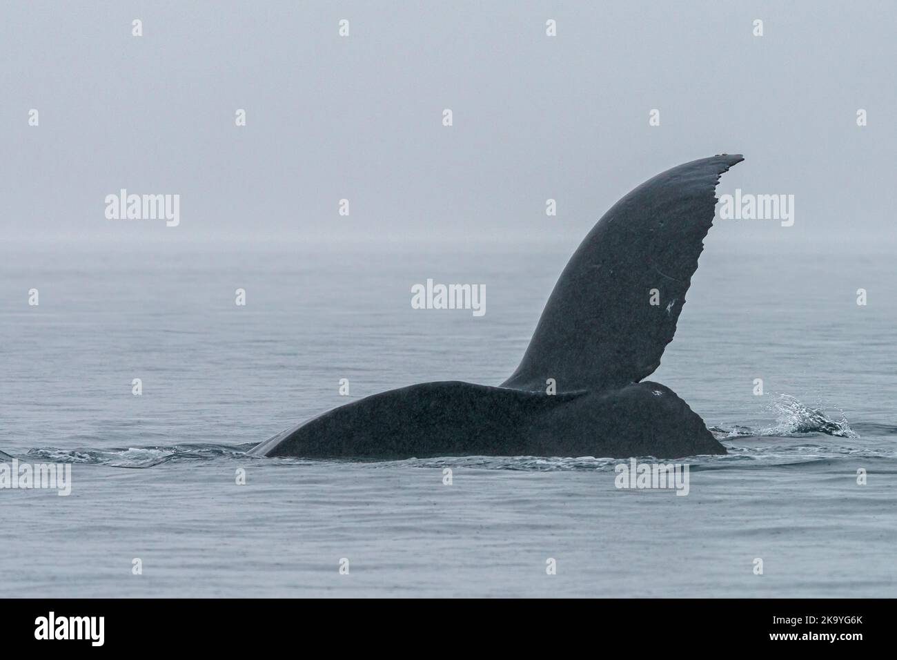 Blackfish sound -Fotos und -Bildmaterial in hoher Auflösung – Alamy