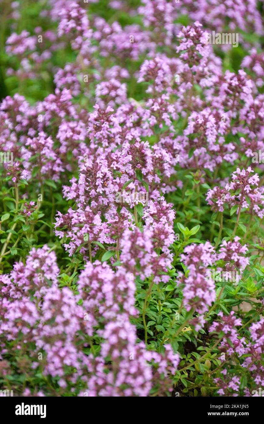 Wild thyme thymus serpyllum -Fotos und -Bildmaterial in hoher Auflösung ...