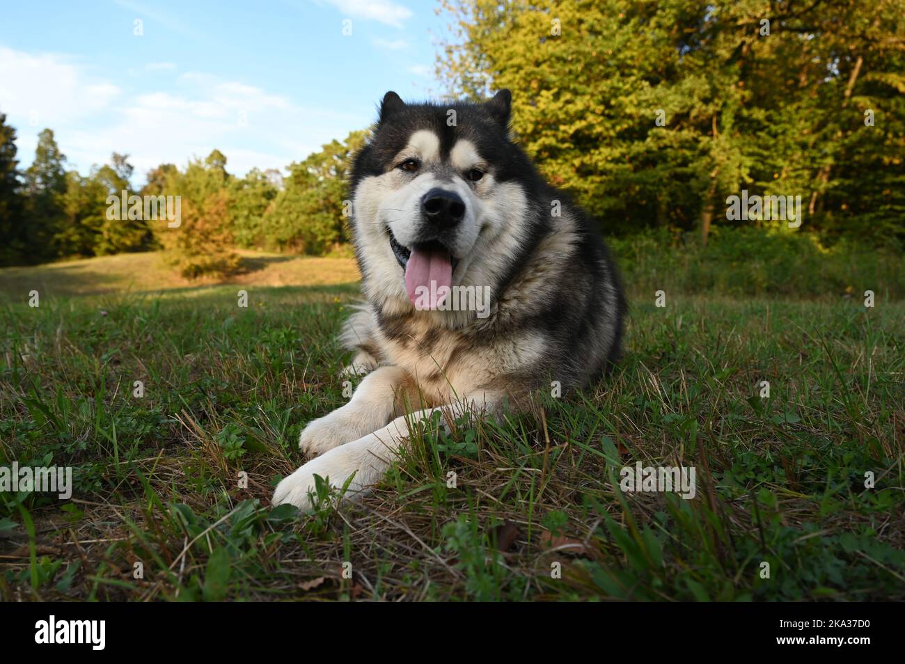 Hunderassen aus alaska -Fotos und -Bildmaterial in hoher Auflösung – Alamy