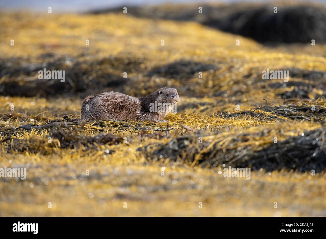 Otter, der oktopus isst -Fotos und -Bildmaterial in hoher Auflösung – Alamy