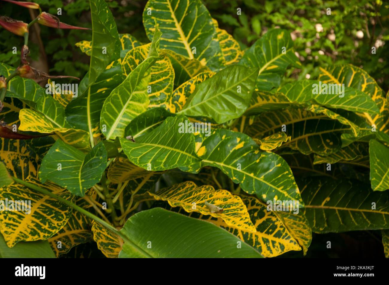 Lush vegetation -Fotos und -Bildmaterial in hoher Auflösung – Alamy