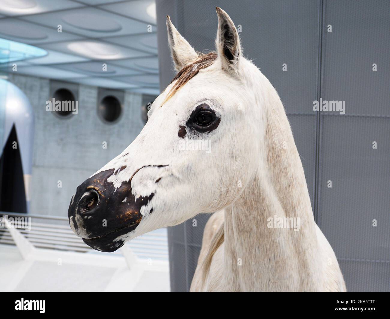 Mercedes benz museum horse -Fotos und -Bildmaterial in hoher Auflösung ...
