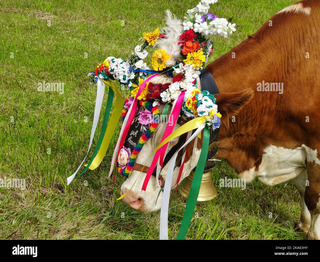 Almabtrieb österreich -Fotos und -Bildmaterial in hoher Auflösung ...
