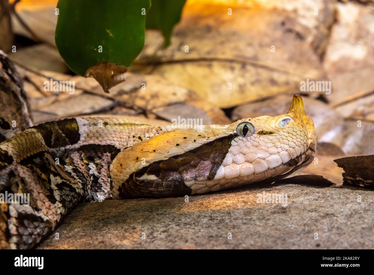 West african gaboon viper snake -Fotos und -Bildmaterial in hoher ...