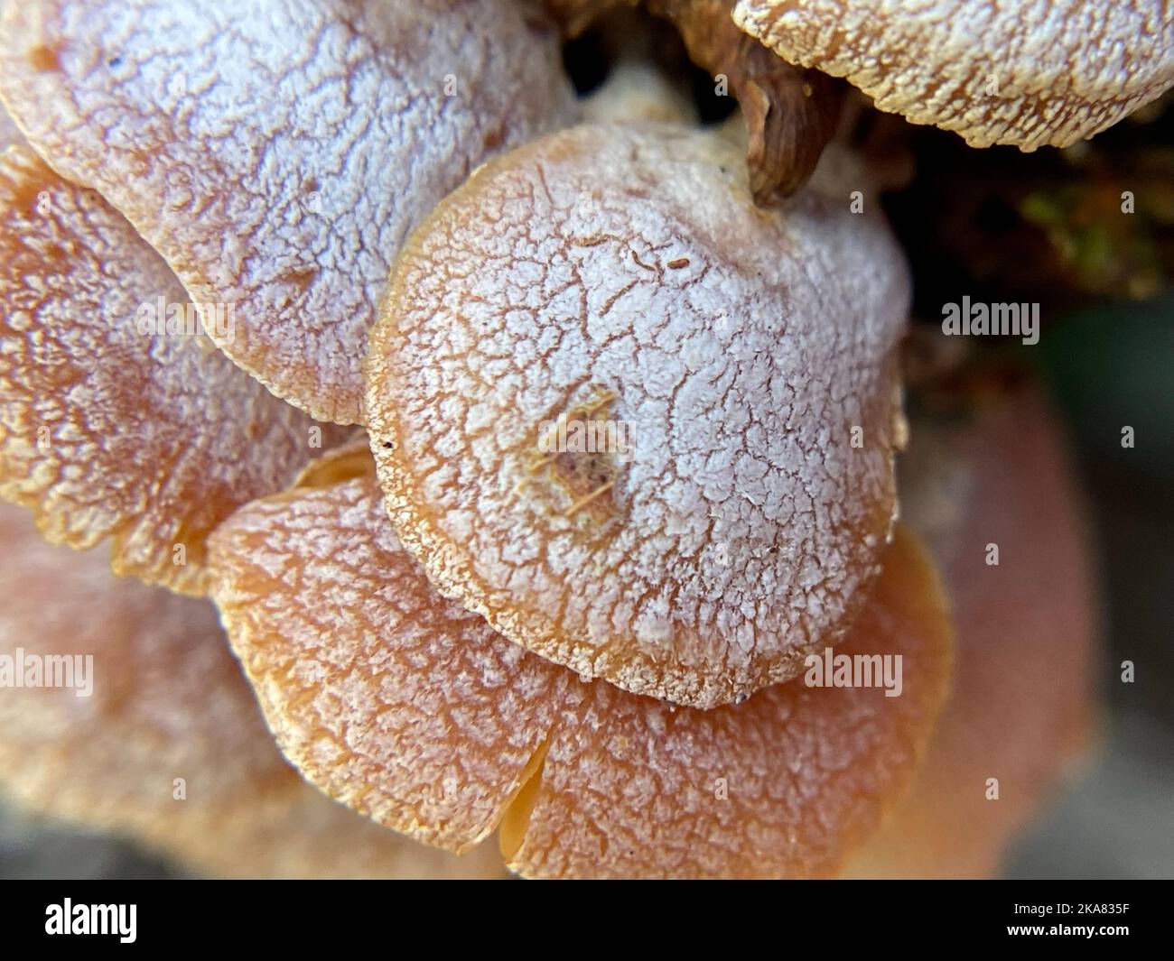 Luminescent panellus -Fotos und -Bildmaterial in hoher Auflösung – Alamy