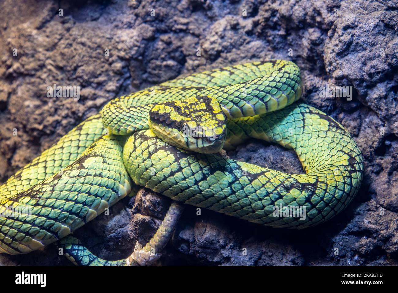 Sexuell dimorphe arten -Fotos und -Bildmaterial in hoher Auflösung – Alamy