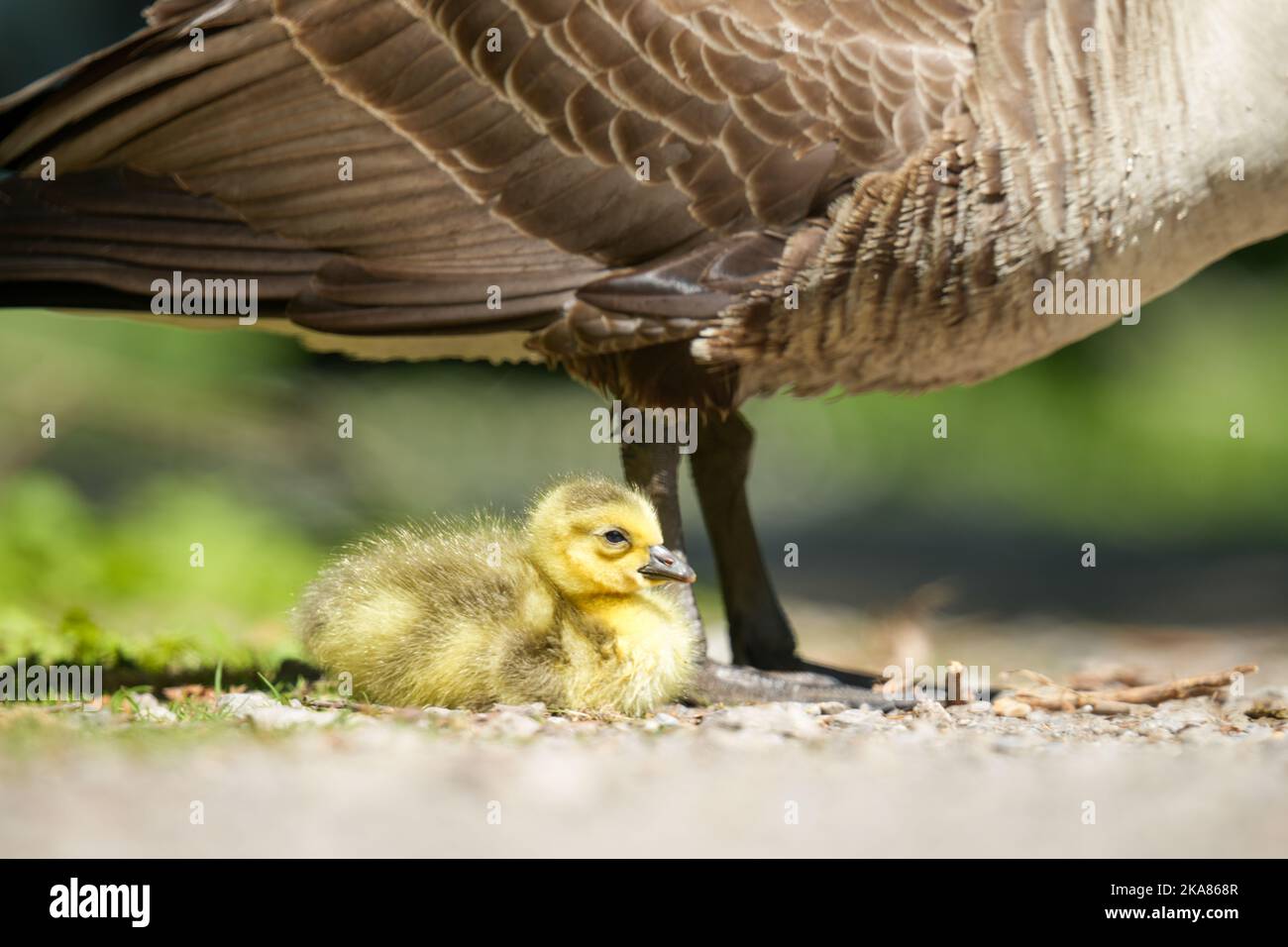 Eine selektive Aufnahme von kleinen gelben Gänsen neben der Muttergans ...