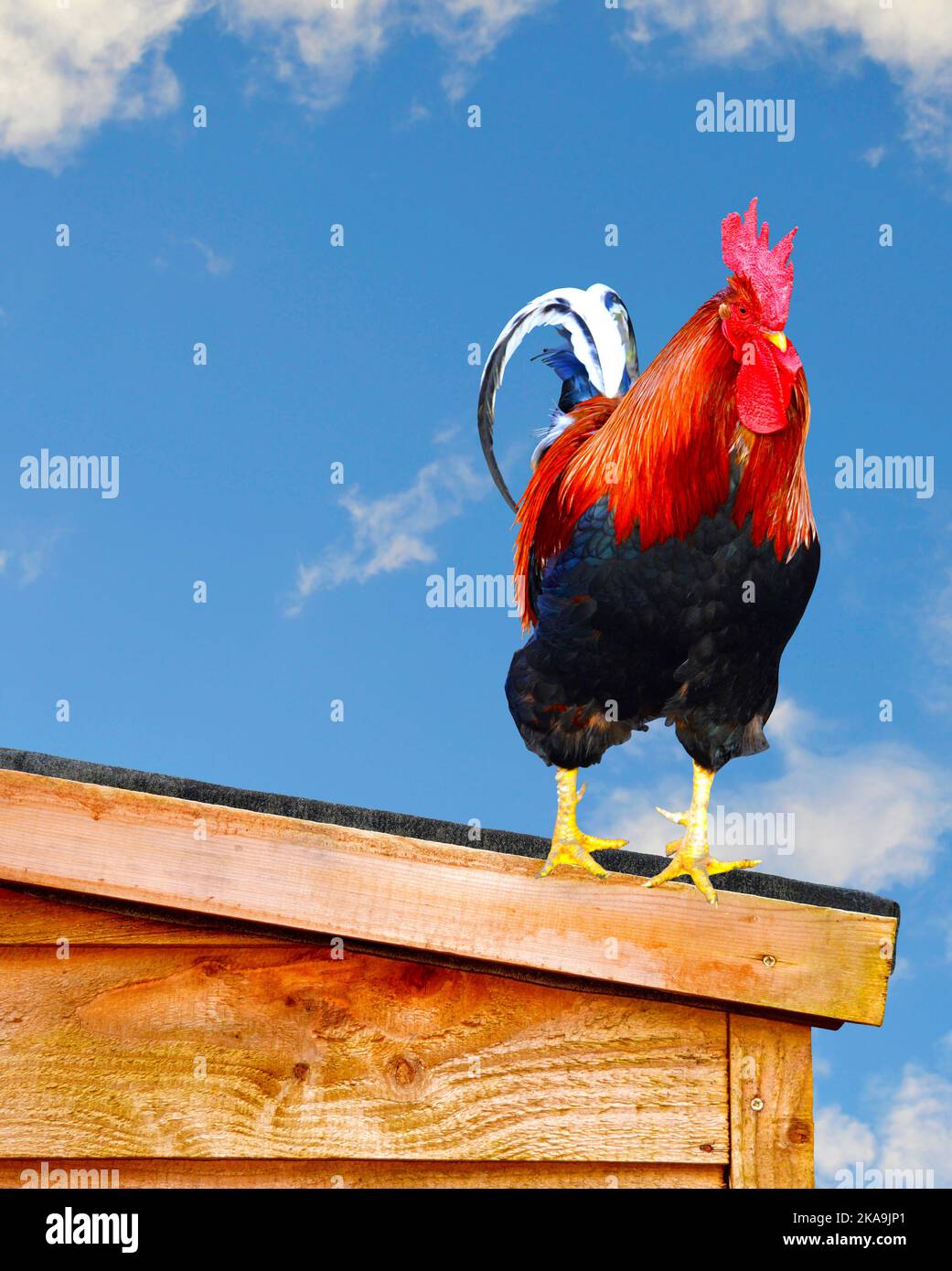 Freibereichshuhn der lateinische Name Gallus gallus domesticus auf ...