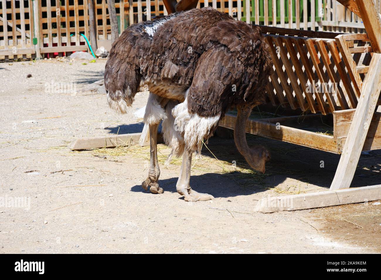 Strauße in einem zoo -Fotos und -Bildmaterial in hoher Auflösung – Alamy