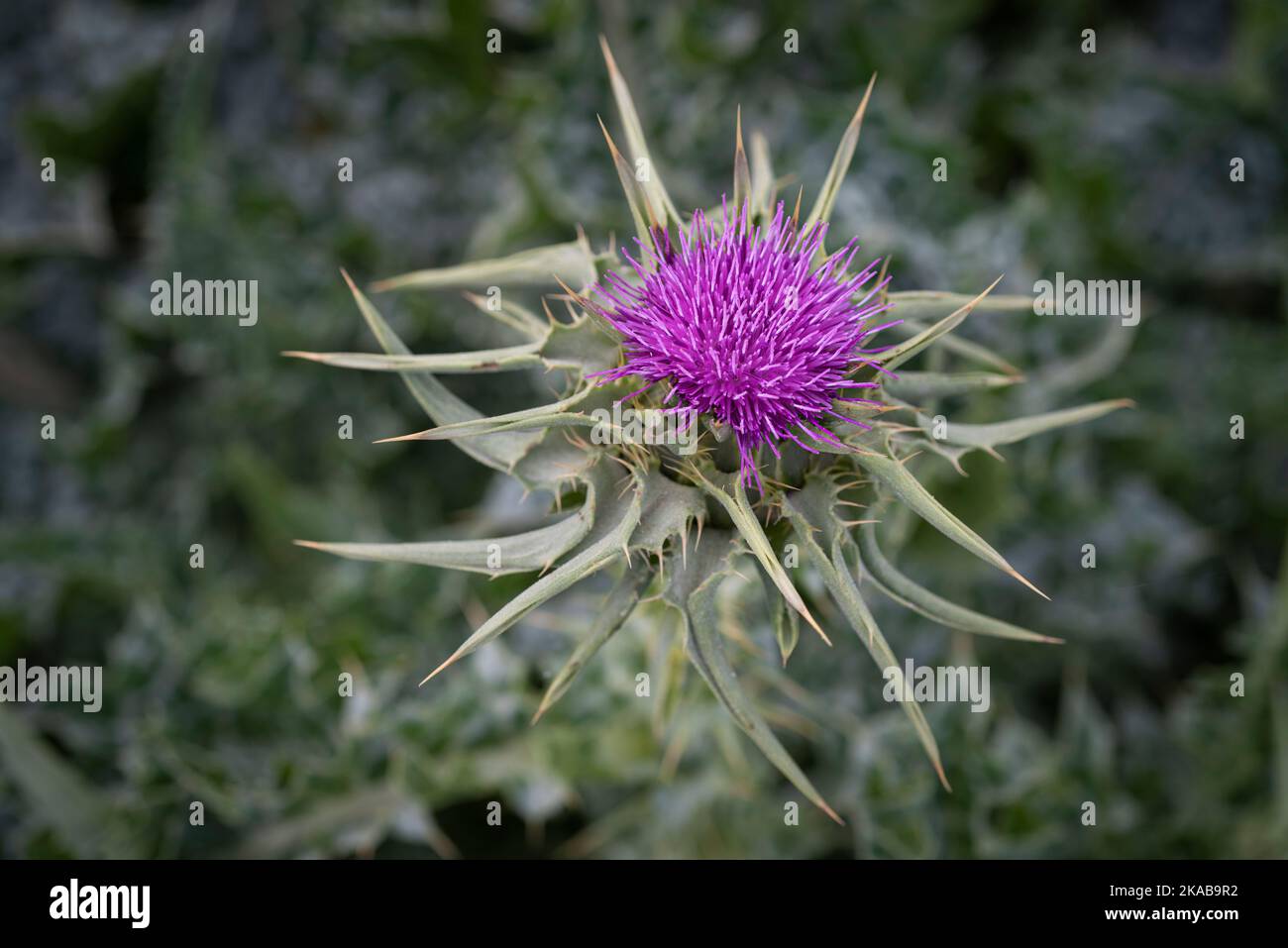 Feld mariendistel -Fotos und -Bildmaterial in hoher Auflösung – Alamy