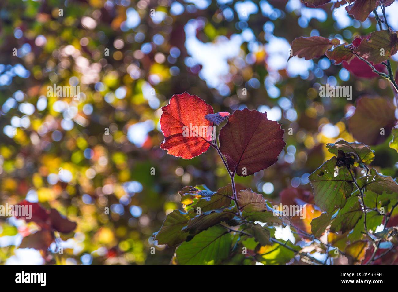 Haselnuss blatt -Fotos und -Bildmaterial in hoher Auflösung – Alamy
