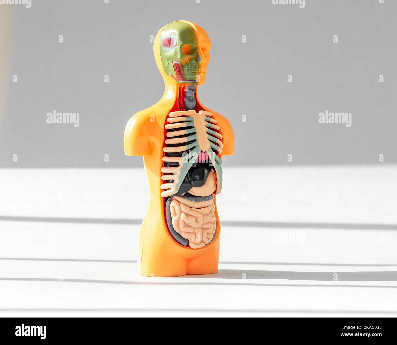 3D menschliches Modell mit inneren Organen, Rippen, Darm, Lunge, Magen ...