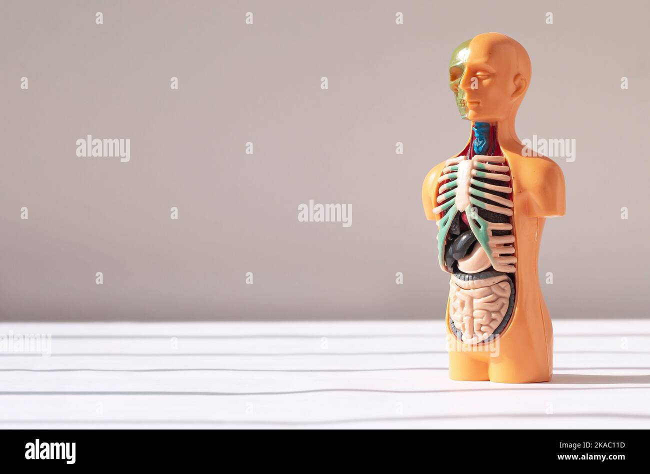 3D menschliches Modell mit inneren Organen. Medizinisches anatomisches ...